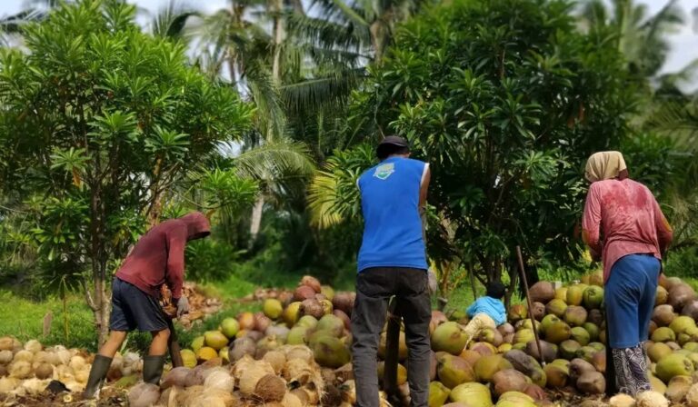 Harga Kelapa di Inhil Tertekan, Pengusaha dan Petani Merasakan Dampak ...